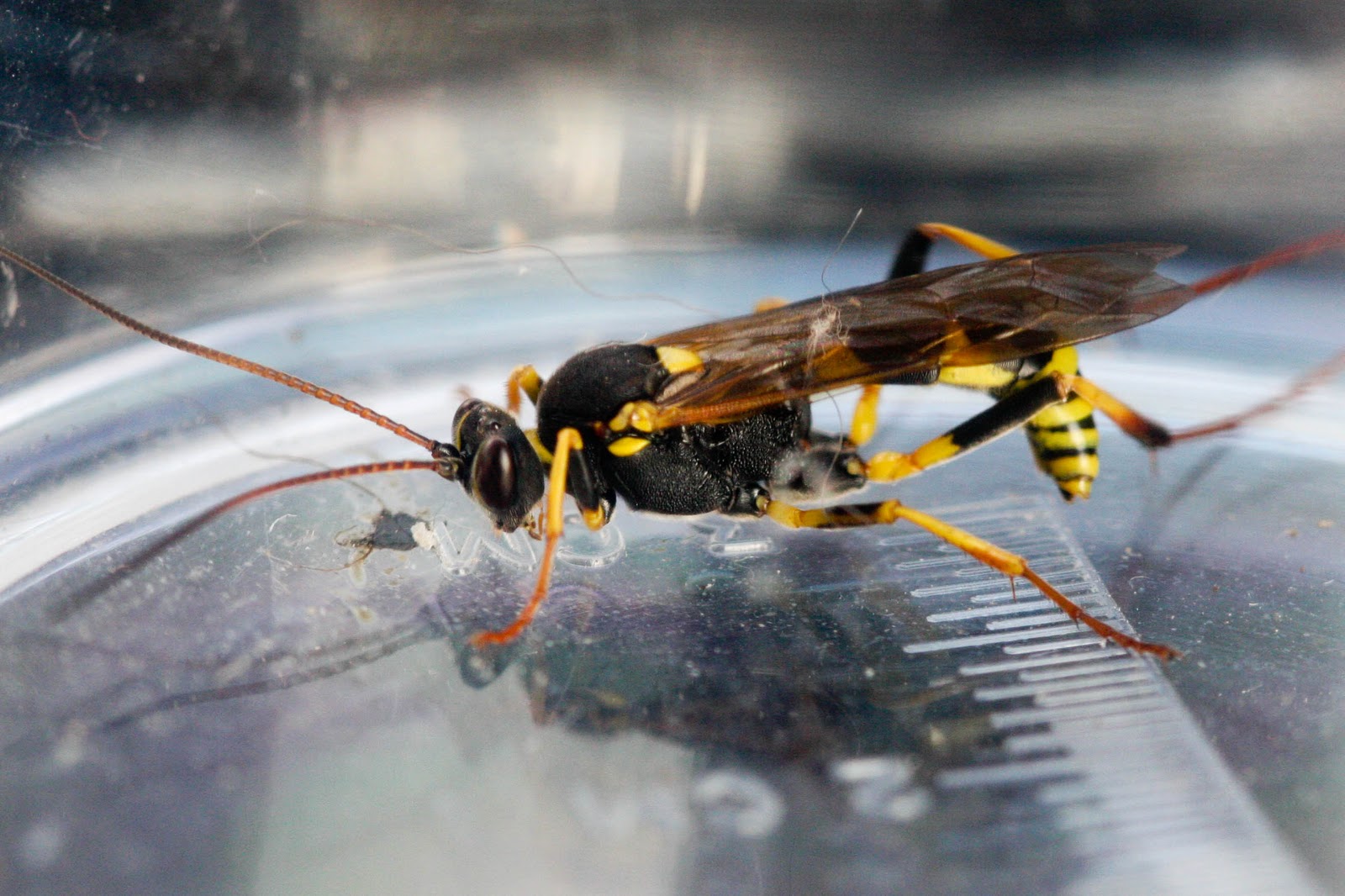 60 foot blog: Anatomy of a wasp.....