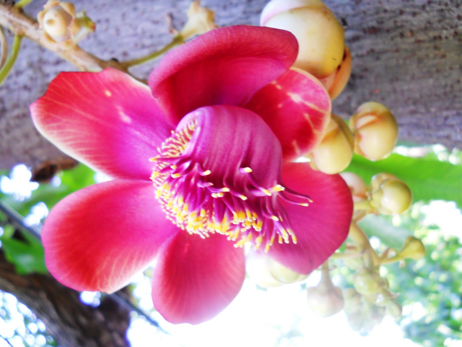 Red Ripe Tomatoes: Meet the Oldest Tree in Chennai