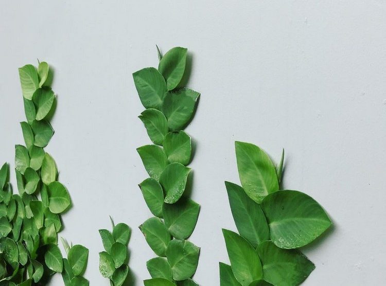 TANAMAN DOLLAR YANG COCOK DAN POPULER DITANAM DI RUMAH - Sindang Hilir