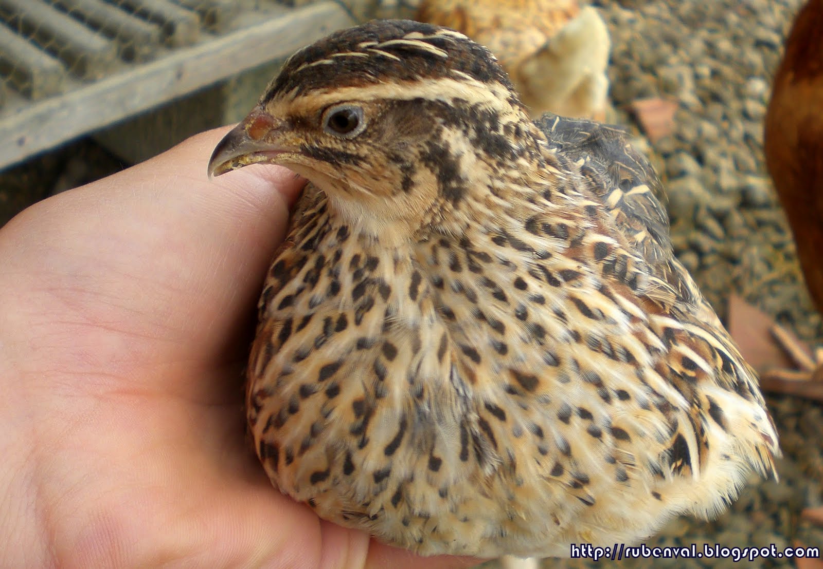 Sem P...oucas vegonhas!: Já há codornizes no quintal!