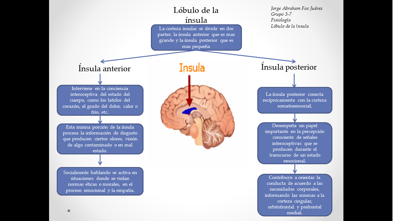 FISIOLOGIA 2 JORGE FOX: lobulo de la insula Jorge Fox