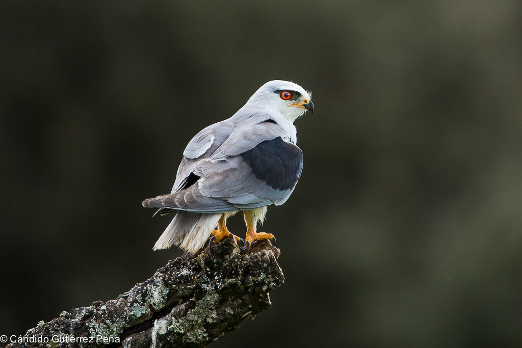 ELANIO AZUL - Elanus Caeruleus | Observatorio de la Naturaleza
