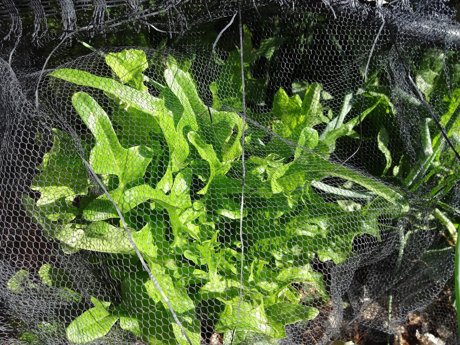 The Scientific Gardener: 7/1/13 - 8/1/13