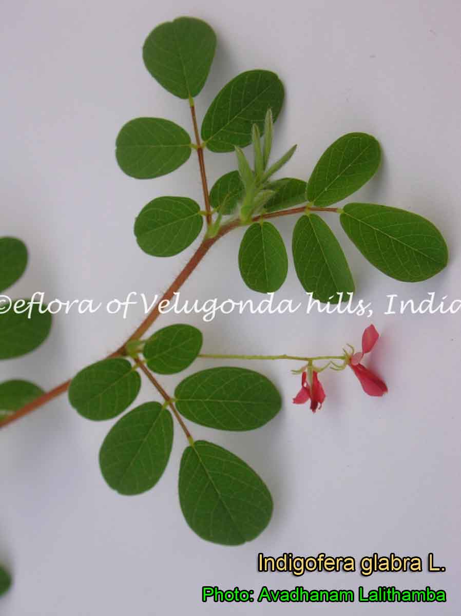 Medicinal Plants: Indigofera glabra, neela balli