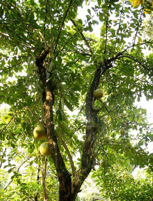 Mengenal Tanaman Maja (Aegle marmelos (L.) Correa) | Sehat Alami