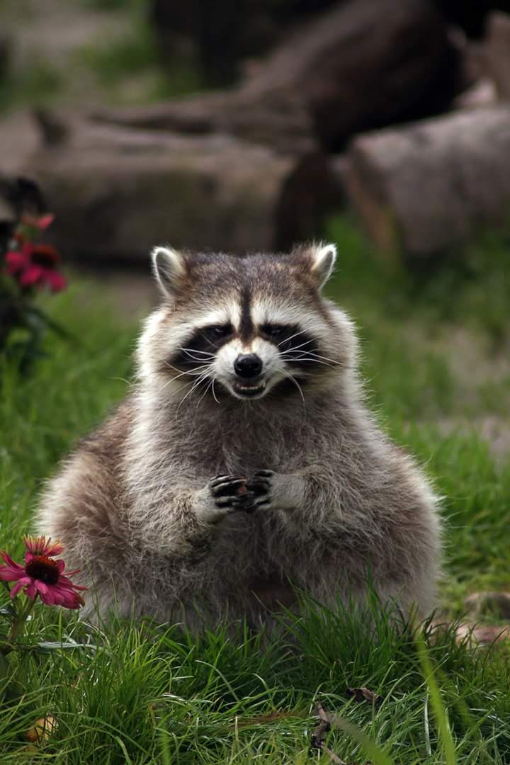 Animals and Kids World: Fur Are MEANT For The Animals - BAB RACCOONS ...