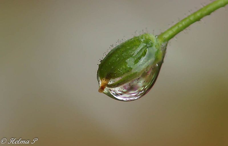 Helma's natuurfoto's: Regendruppels......