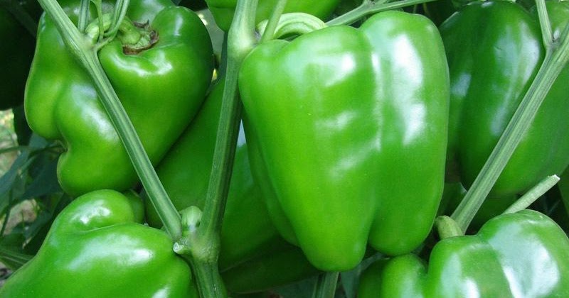 MUONGOZO MFUPI KILIMO BORA CHA PILIPILI HOHO