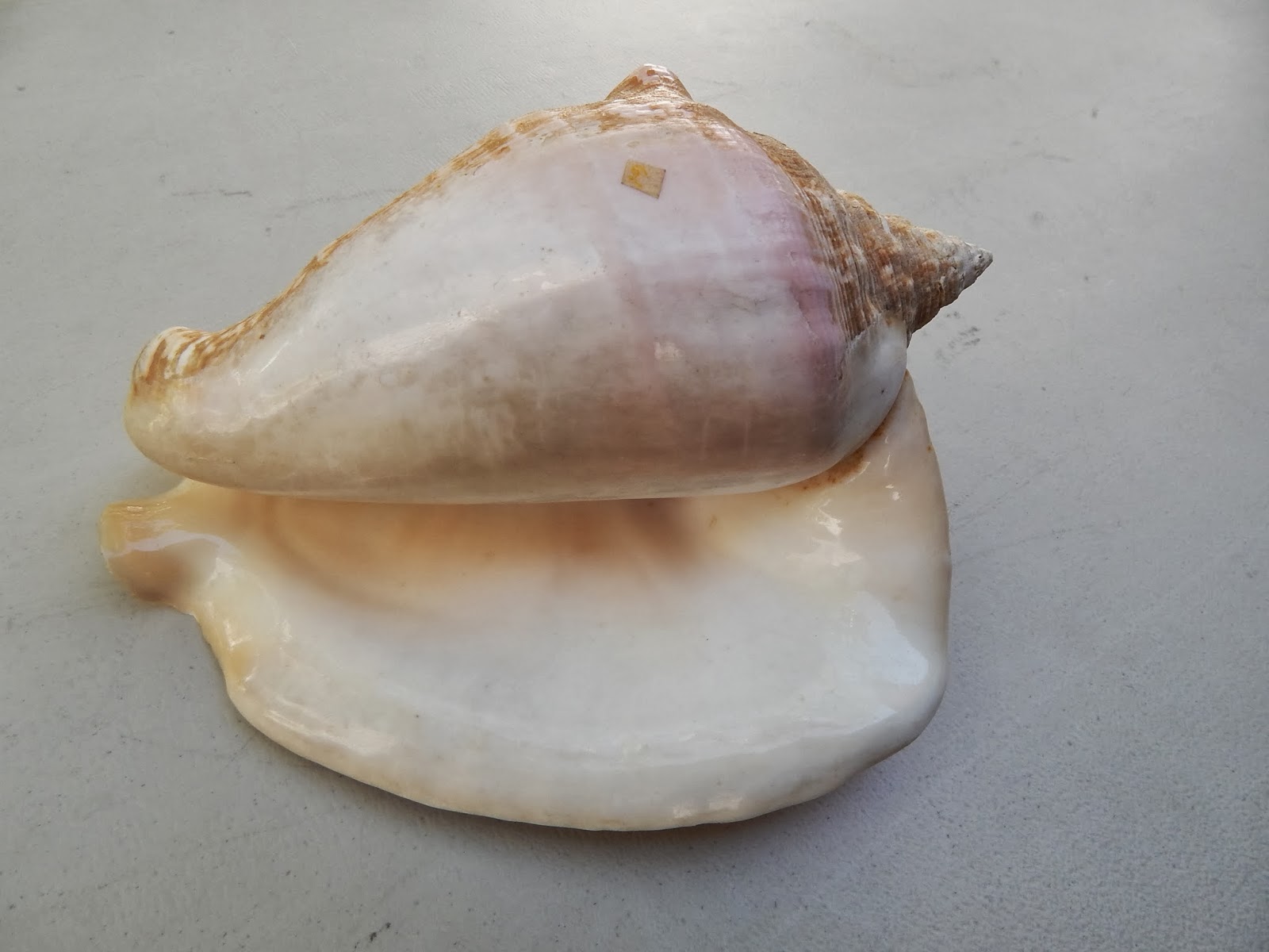 conchas y caracoles: Strombus costatus