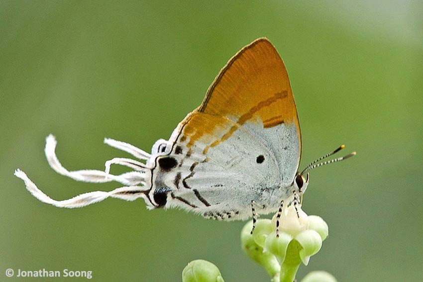 Butterflies of Singapore: Oct 13, 2012