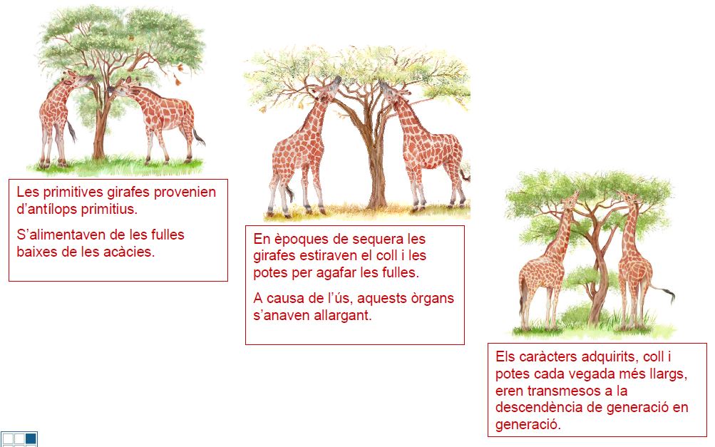 CIÈNCIES PER APRENDE: El lamarckisme