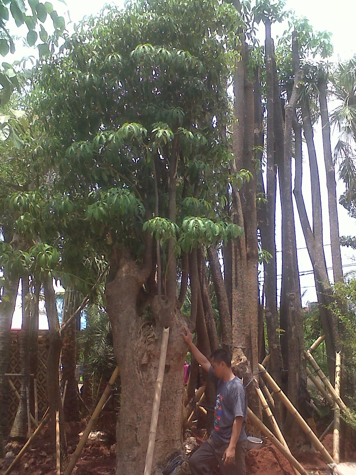 Taman BBM GARDEN PRATAMA: pohon pulai