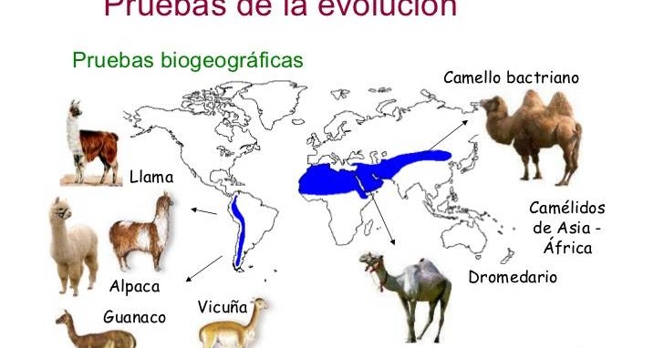 Mucha biología y un poco de rock : La evolución del camello