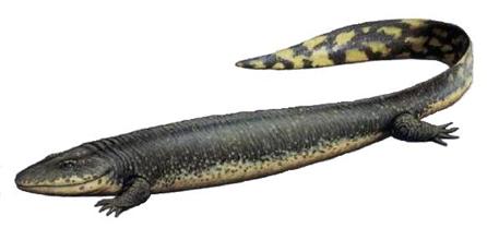 Blog de la Vida Prehistórica: Eogyrinus