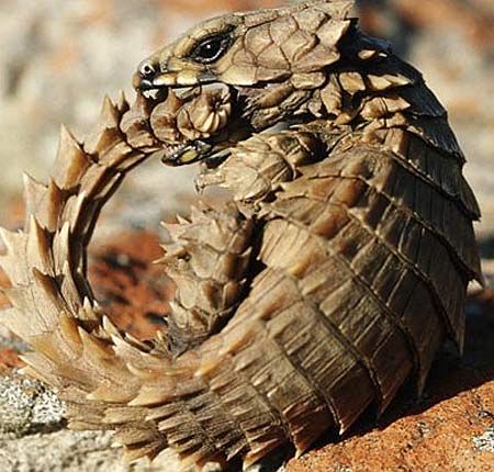 Reptileobsession: Armadillo lizard