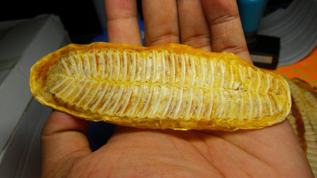 BLOG UTAMA Y.M PADUKA AYAHANDA PAY 8: IKAN TEMPEL (KUANTITI TERSEDIA: 70)