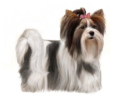 Everything about your Biewer Terrier - Luv My Dogs