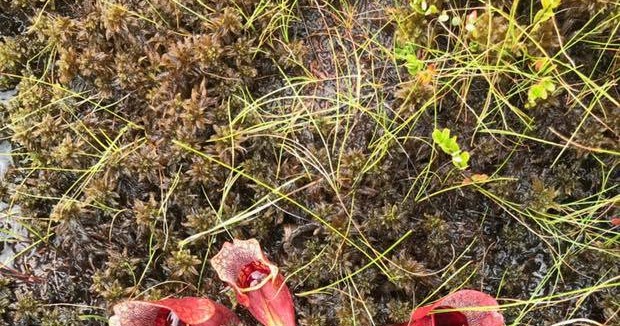 Endangered New Jersey: Carnivorous Pitcher Plants