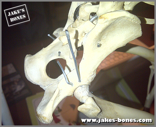 How to rearticulate a fox skeleton: part two : Jake's Bones