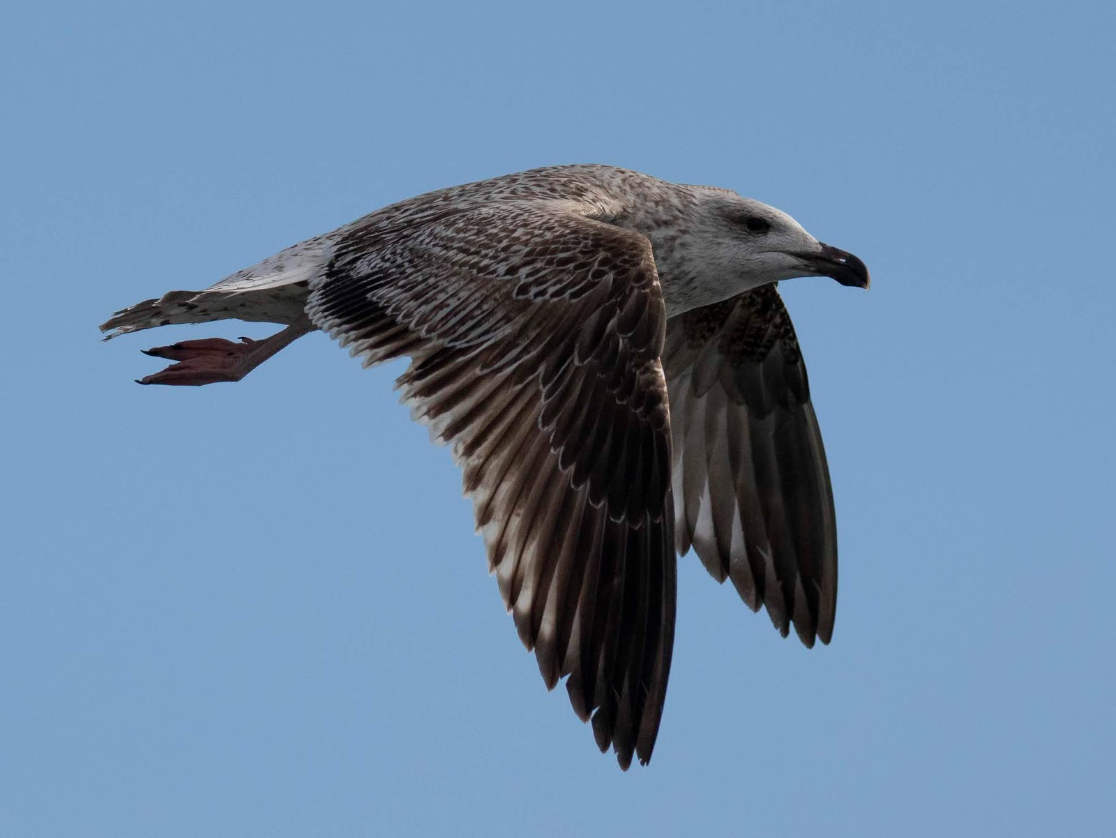 Seabirding: Friday January 18, 2019 Carolina Bird Club Winter Pelagic ...