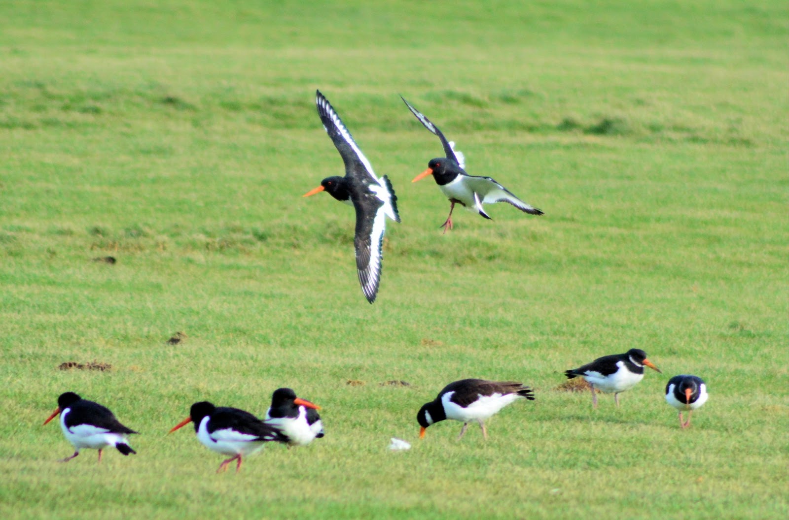 Aberbrothock: Craigmill Den, Montrose Basin, Victoria Park and Easthaven