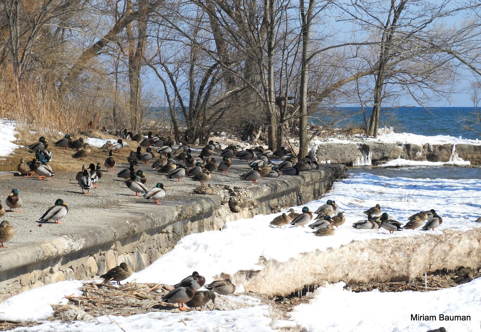 Waterloo Region Nature Annual Field Trip to North Shore of Lake Ontario ...
