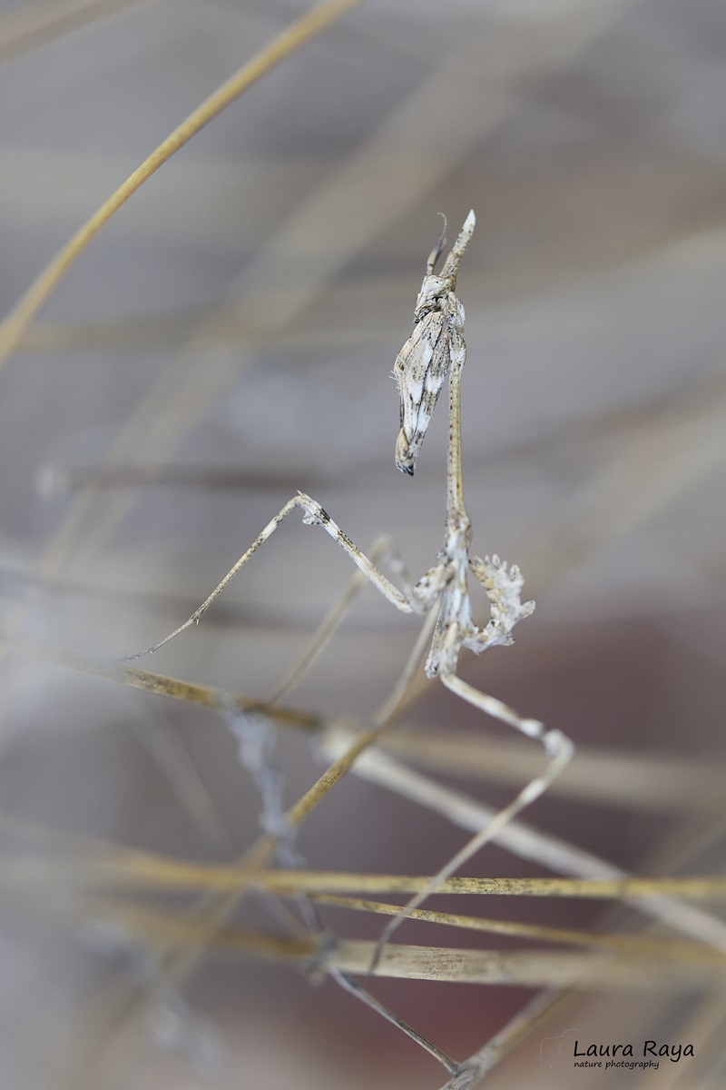 Fotografía Laura Raya: EMPUSA PENNATA - MANTIS PALO