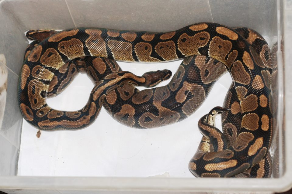 Mindanao Pet Masters: Ball Python Mating