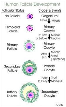 Biology Superiority: Reproduksi