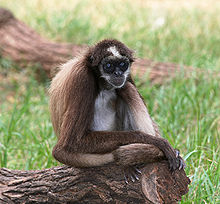 Google1st: ATELES ATELIDAE KLAMMERAFFEN PRIMATEN FAMILIE