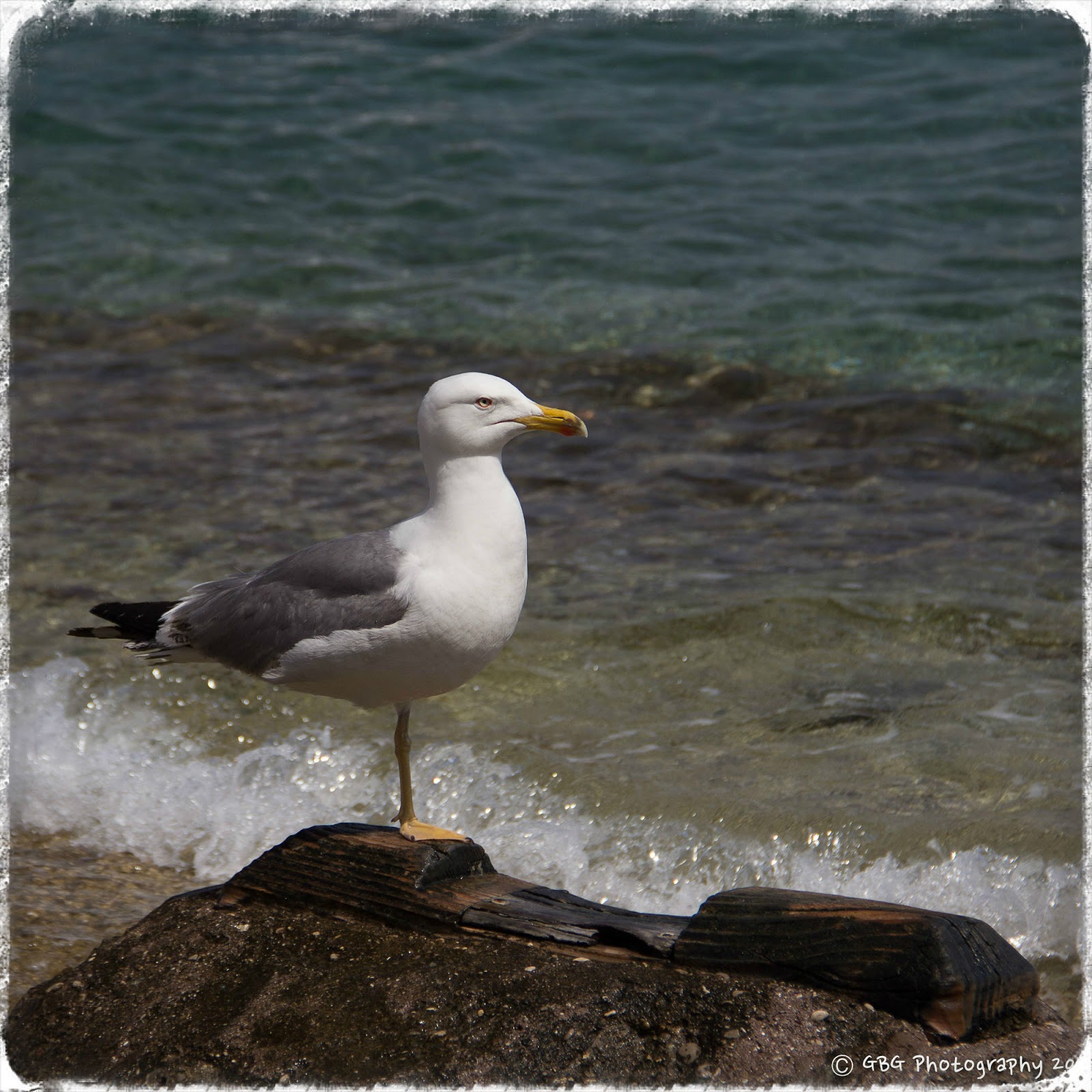 Gaby Around the World