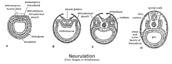 Perkembangan Ebrio Amphioxus: Perkembangan Embrio Amphioxus
