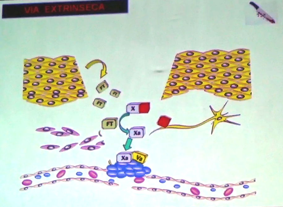 FISIOLOGIA: FISIOLOGÍA DE LA SANGRE
