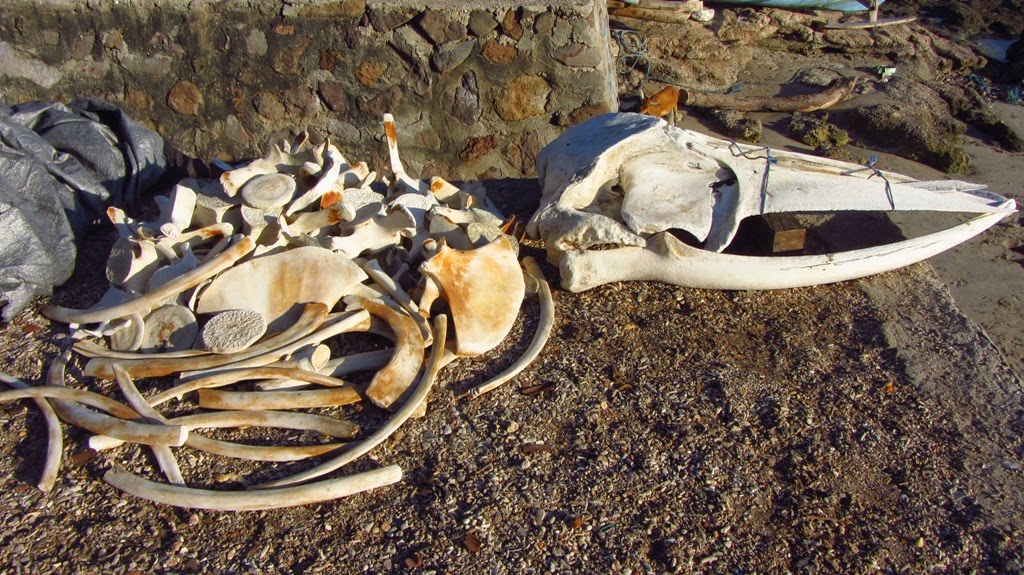 LET'S GO AROUND THE WORLD!!!: LAMAKERA, DESA PEMBURU PAUS DI PULAU SOLOR