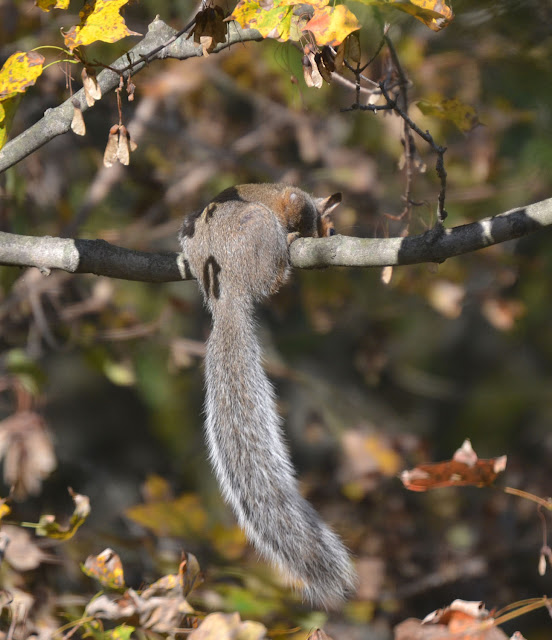 Woods Walks and Wildlife: October 2011