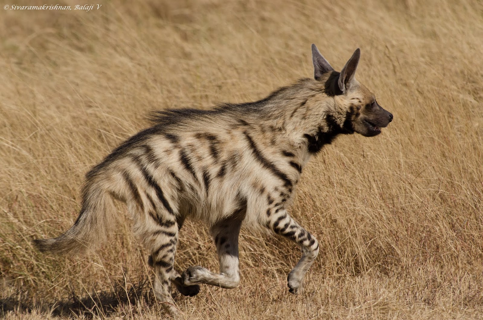 Variety of Life: Hyaenidae