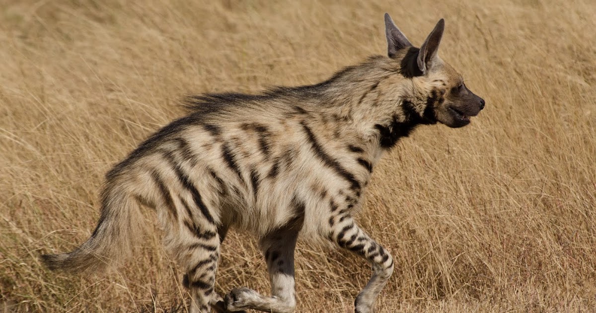 Variety of Life: Hyaenidae