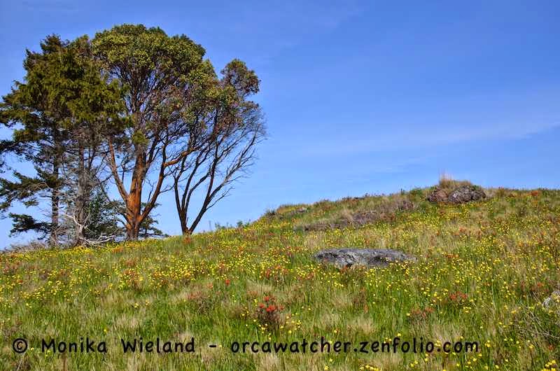 Orca Watcher: Yellow Island ~ 2014
