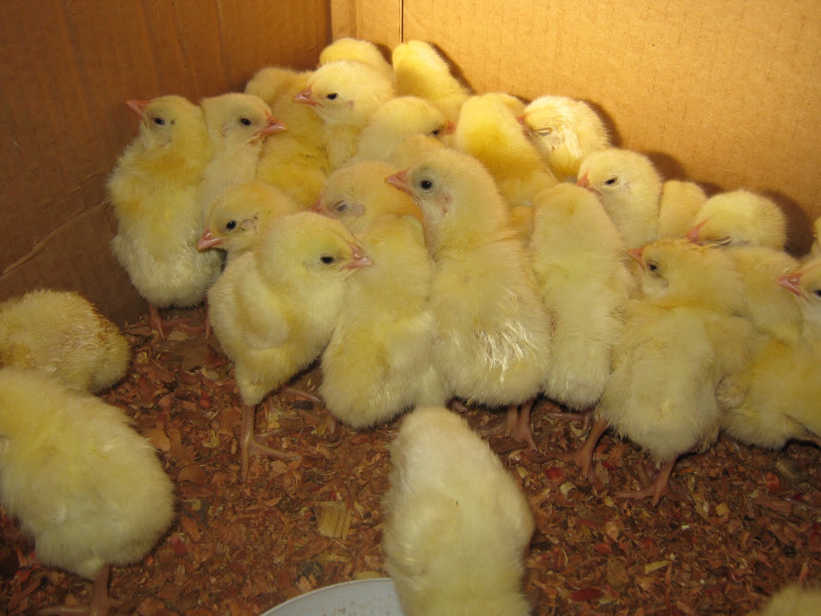 Pioneer Home: Baby Chicks