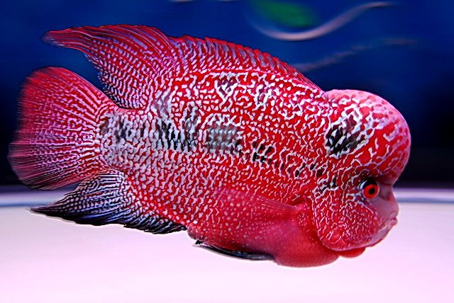 Flowerhorn Brasil: Apresentação e História da espécie