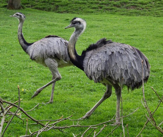 EMA, AVE DA FAMÍLIA RHEIDAE