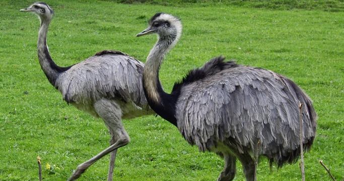 EMA, AVE DA FAMÍLIA RHEIDAE ~ Klima Naturali™