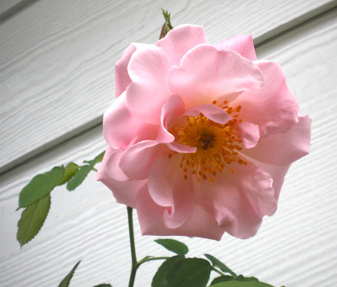Sherri's Jubilee: My first rose bloom of the Season!