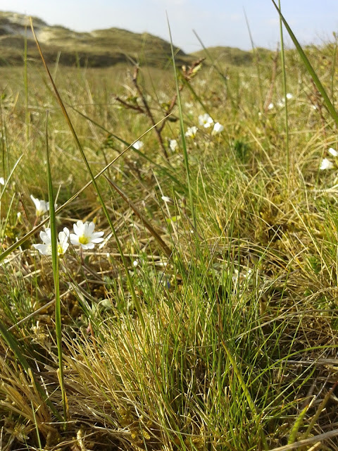 Natuurgedichten: BEDEESD