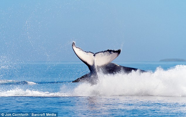 White Wolf : The baby humpback which appears to levitate in incredible snap