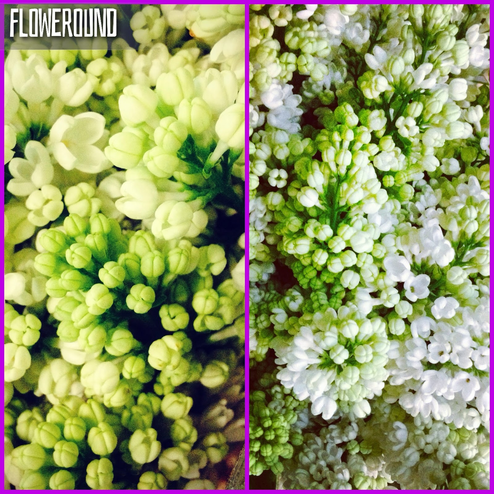 FLOWEROUND - certainly, for you.: COLOUR