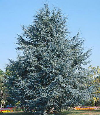 parquealamillo-encinarosa: Cedro del atlas / Cedrus atlántica / Cedro ...