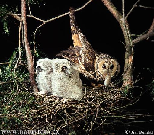 Info animales: UN NIDO AL ABRIGO DE LA LUZ