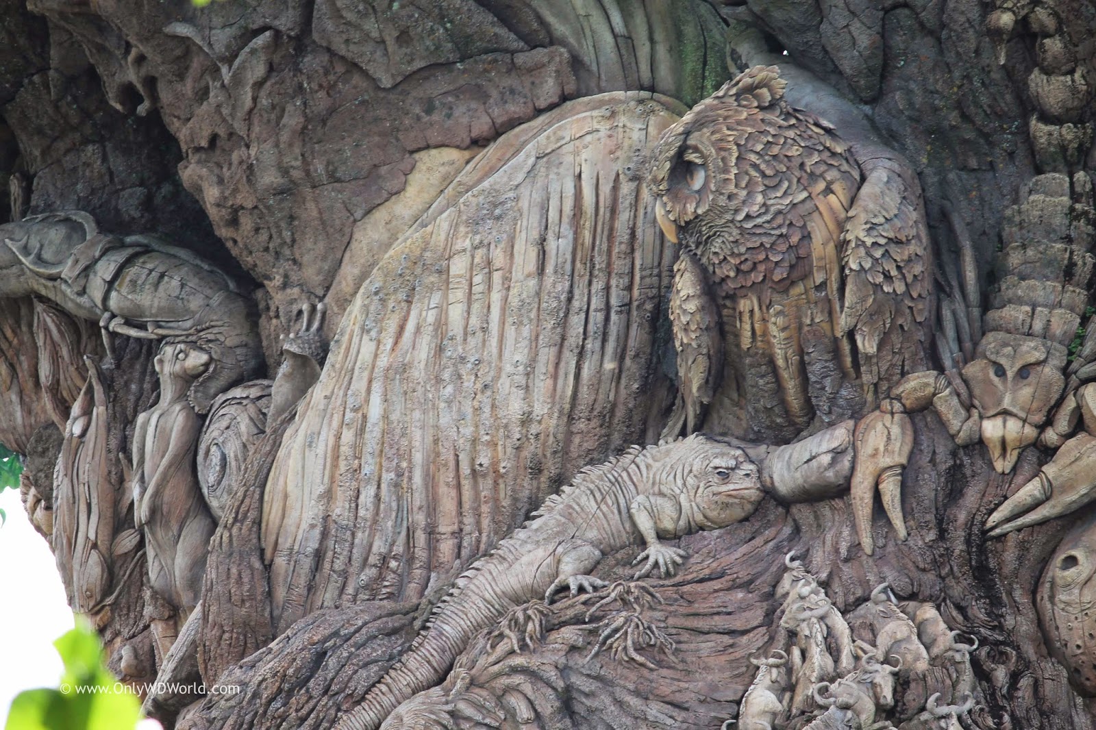 A Closer Look At The Tree Of Life at Disney's Animal Kingdom | Disney ...
