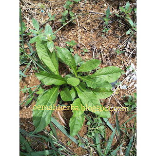 MENGENAL MANFAAT DAUN TAPAK LIMAN | INFORMASI KESEHATAN DAN KHASIAT ...